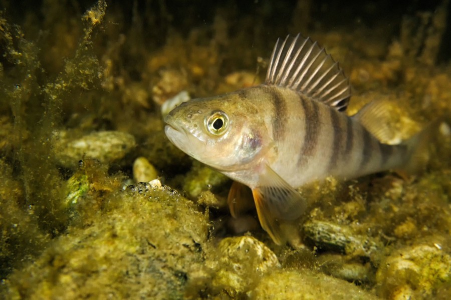 Un Km di costa: un incubatoio naturale | Reale Foundation